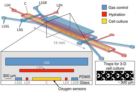 Oxygen Control Microfluidic Device Layout Showing 3 D And Download Scientific Diagram