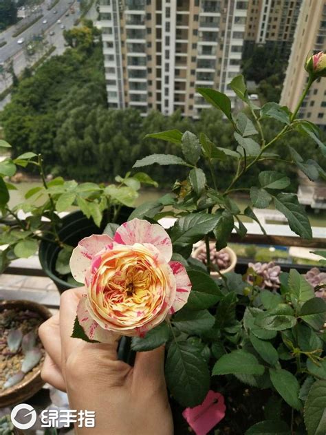 美地兰月季 巨型美地兰月季 美地兰月季优 第11页 大山谷图库