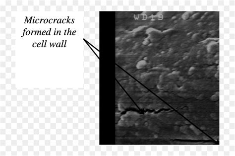 Sem Micrographs Showing Micro Cracks In The Cell Wall Monochrome Hd