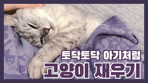 토닥토닥 재워줘야 자는 고양이 Youtube