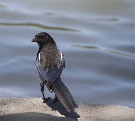 Magpie Bird Rock Free Photo On Pixabay Pixabay