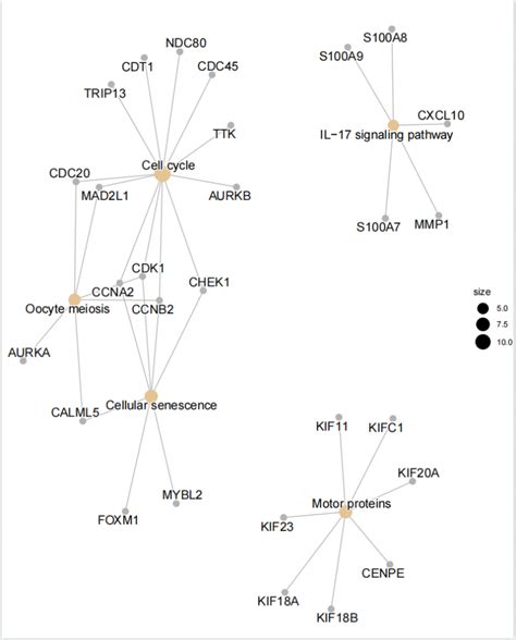 Ggplot2 之作：多彩和谐的通路富集可视化之旅 ！ 云生信
