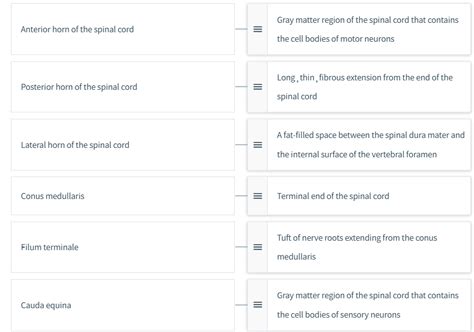 solved structures of the spinal cord match each term to the