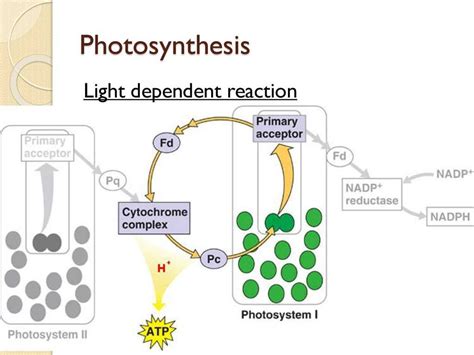 What Is The Last Step Of Light Dependent Reactions At Jane Shepherd Blog