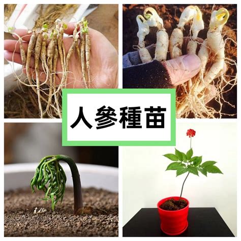 🔥人參種苗🔥野山參種苗 山參栽子林下參盆栽室內外栽培苗大果當年開花新鮮人蔘苗 蝦皮購物