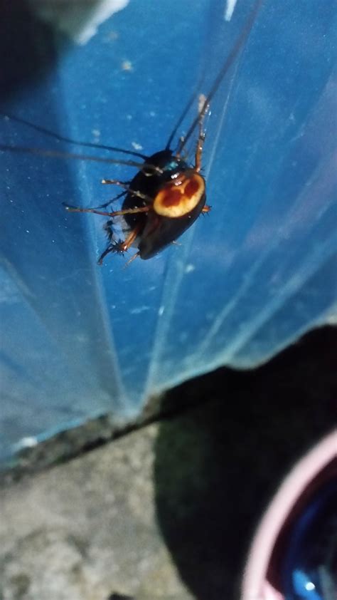 Insect Cockroach Nature Free Photo On Pixabay Pixabay