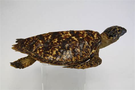 Antique Sea Tortoise Taxidermy At 1stdibs