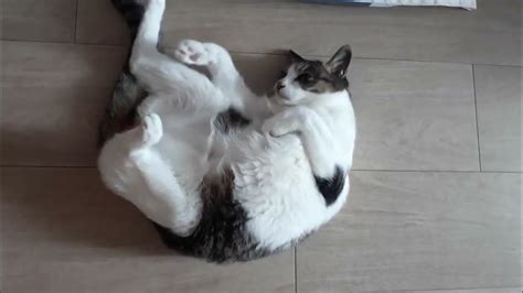따뜻해서 방바닥에 딱붙은 고양이 티티 Youtube