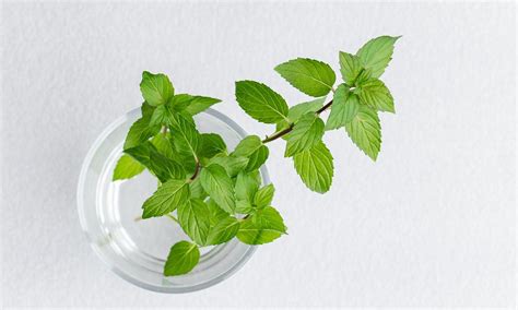 薄荷可以扦插成活如何扦插薄荷成活率高 薄荷 成活率 成活 新浪新闻