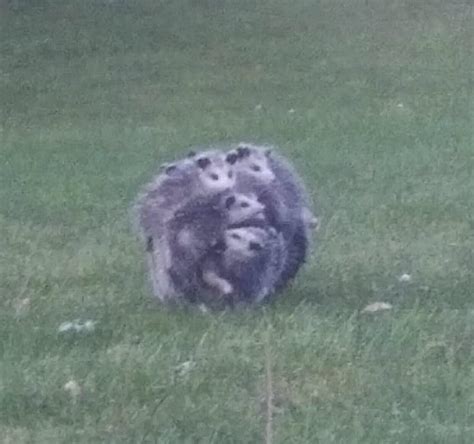Possum Every Hour On Twitter Https T Co Aabp Dax N Twitter