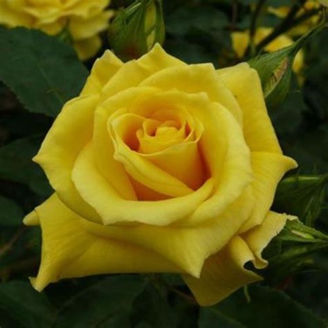 Standard Rose Floribunda Friesia