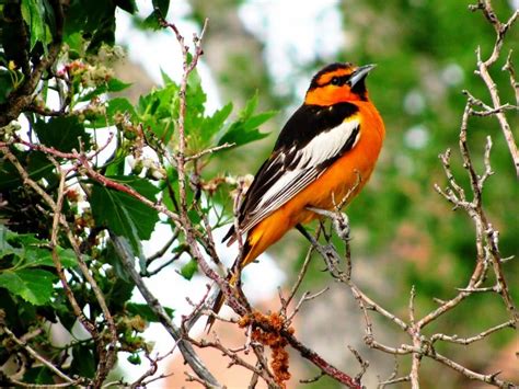 25 Orange Birds North America Picture And Id Guide