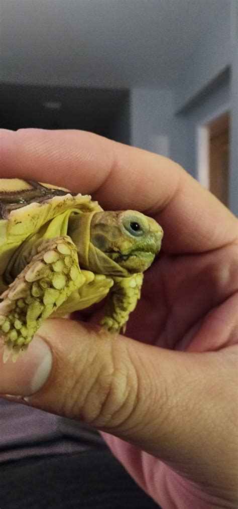 My Hatchling Sulcata Has What Appears To Be Brown Stuff Near His Mouth