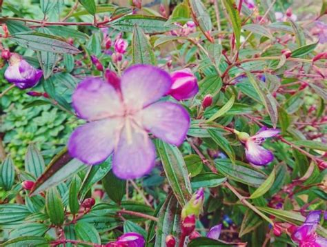 ノボタン野牡丹の育て方｜植え替えや剪定の時期、挿し木の方法は？