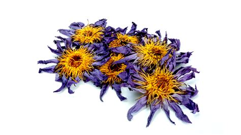 Tiktok Is Turning To Egyptian Blue Lotus To Expand Consciousness