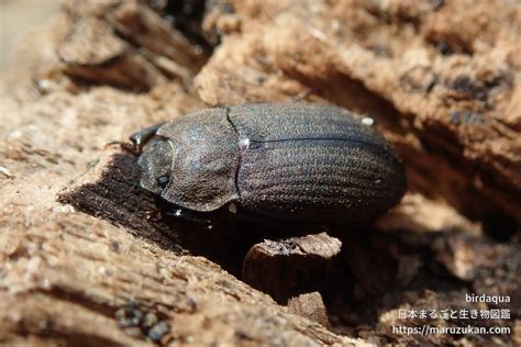 コスナゴミムシダマシ 日本まるごと生き物図鑑
