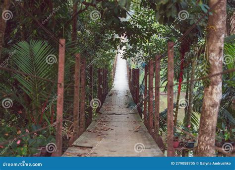 Bridge In Jungle Stock Image Image Of Beautiful Park 279058705