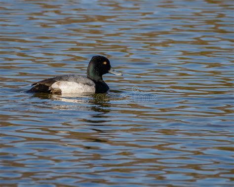 Lesser Scaup Duck On Dappled Surface Of Lake Stock Image Image Of