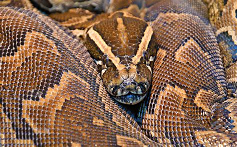 Serve Any Xgboost Model With Fastapi In Less That 40 Lines Predictly