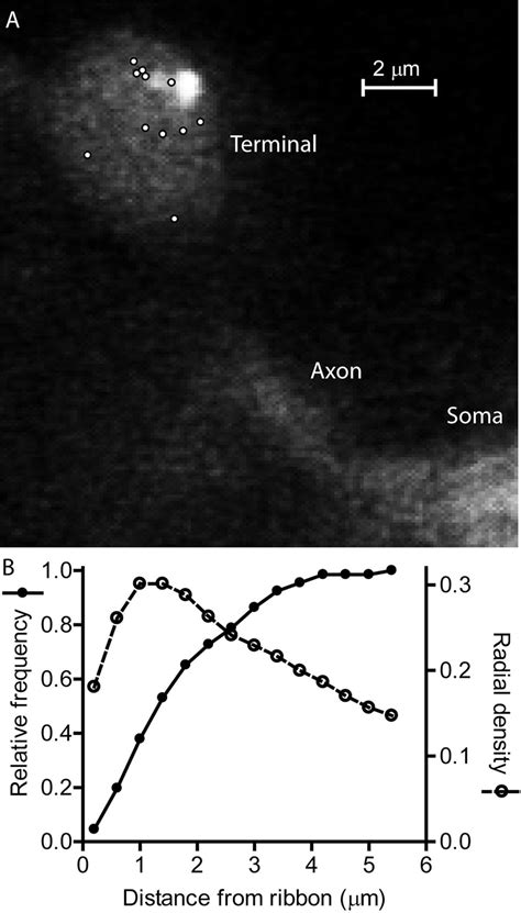 Locations Of Individual Spontaneous Release Events And Synaptic Ribbons Download Scientific