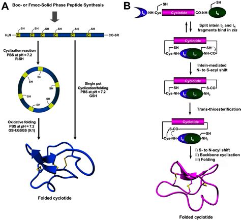 Using The Cyclotide Scaffold For Targeting Biomolecular Interactions In Drug Development