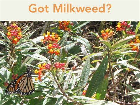 Got Milkweed Updated Plant Guide For Central And South Texas