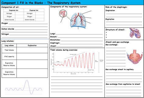 Gcse Pe Edexcel 9 1 5 X Cardiovascular And Respiratory System
