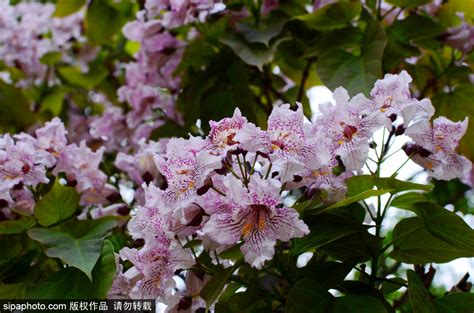 奥森的百木之王楸树开花了