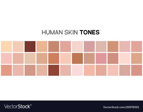 Skin Tone Color Chart Human Texture Vector Image On Vectorstock Skin