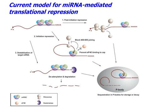 Ppt Micrornas Small Non Coding Rnas With Big Impact In Biology