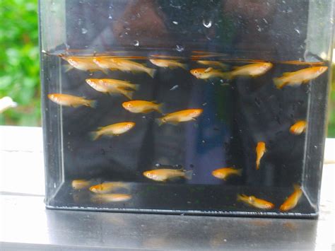 アルビノ楊貴妃今年の稚魚 ガーサンのブログ