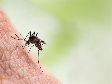 Dengue Is A Second Infection More Dangerous These Are Some