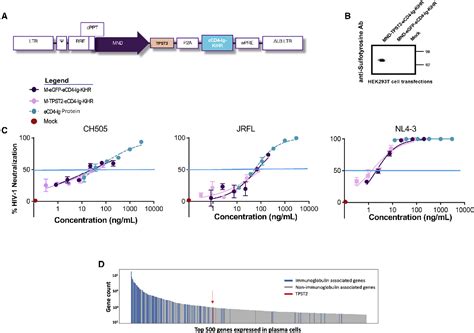 Figure 5 From A Lentiviral Vector B Cell Gene Therapy Platform For The