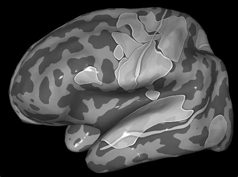 Fill Rois On Brain Viewer · Issue 373 · Gallantlabpycortex · Github