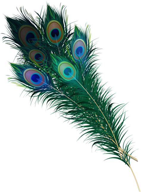 Download Vibrant Peacock Feathers Display