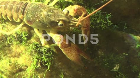 Crayfish Eating