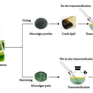 Transesterification of microalgae biomass to biodiesel [57]. | Download Scientific Diagram