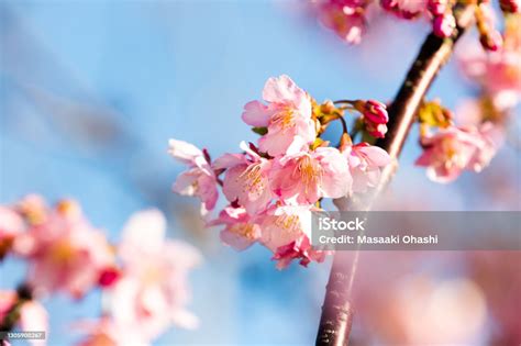 화창한 날에 는 가와즈 벚꽃이 만개합니다 일본 지바현 이치카와시 0명에 대한 스톡 사진 및 기타 이미지 0명 2월 3월 Istock