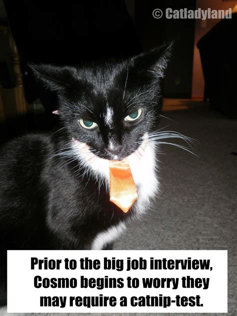 Catladyland Cats Are Funny Catnip Testing Anxiety