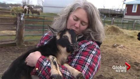 Stolen goat returned to N.B. farm just in time for Christmas parade debut - New Brunswick ...