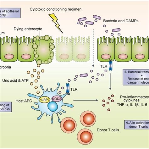 PDF The Role Of Pattern Recognition Receptors In Graft Versus Host