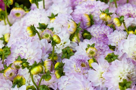 Beautiful Dahlias Flowers Close Up Background Stock Image Image Of