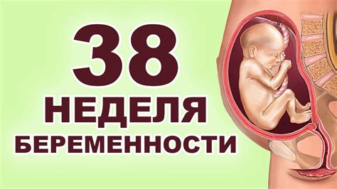 Что происходит с ребенком и мамой на 38 неделе беременности 9 месяц