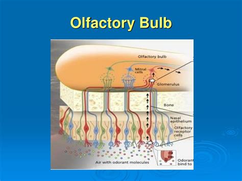 Ppt Discoveries Of Odorant Receptors And The Organization Of The Olfactory System Powerpoint
