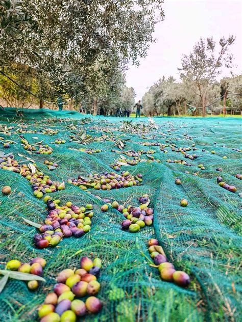 World Olive Tree Day Brijuni National Park