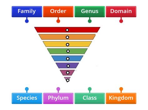 Classification Order Labelled Diagram