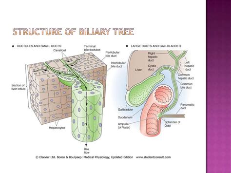 Functional Anatomy Of Liver And Biliary Tree