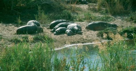 Official Blog Kruger National Park Calendar August
