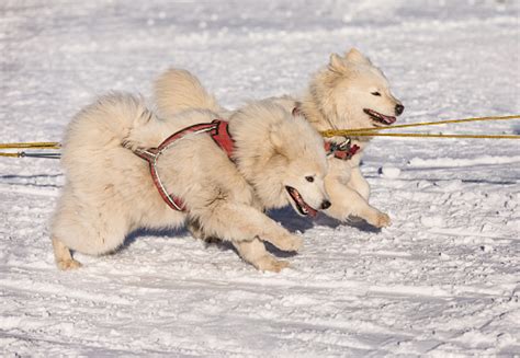 눈 덮인 광 야도로에서 실행 되는 직장 Samoyed 썰매 끄는 개에 Samoyed 썰매 개 팀 겨울 체코 시골에 허스키