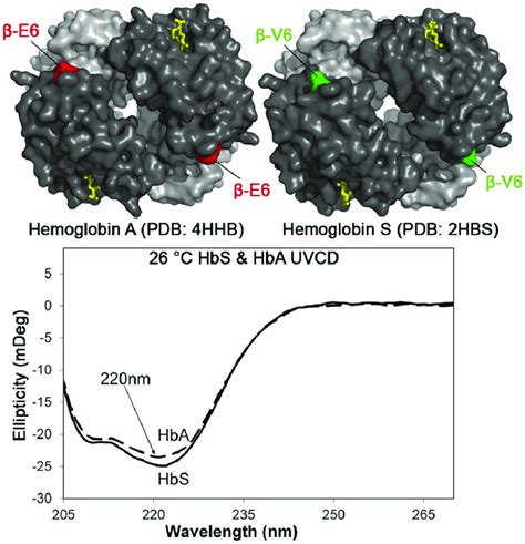 Minimal Differences In The Conformation Of Hba And Hbs Top Left The